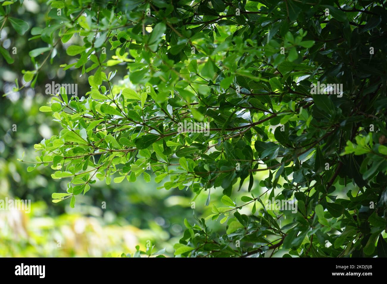 Terminalia mantaly (Also called Ketapang kencana, Madagascar Almond ...