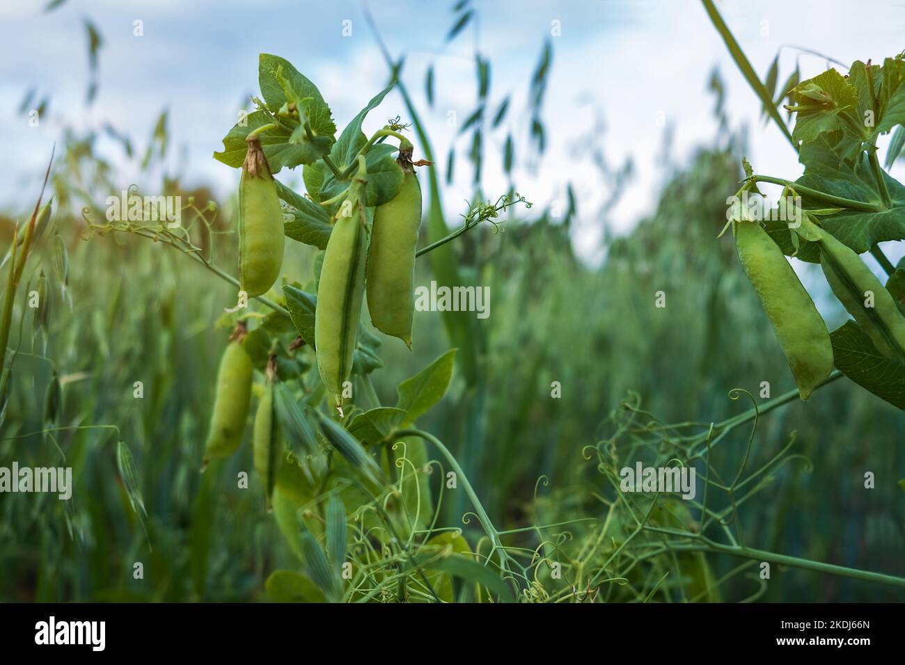 Green peas plantation hi-res stock photography and images - Alamy