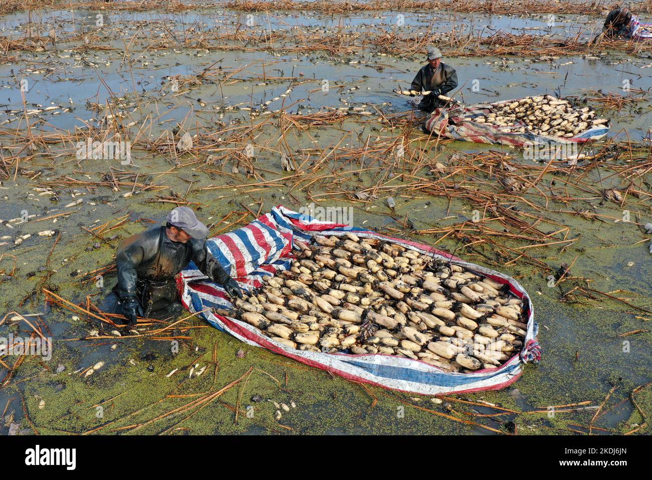 Aerial photos show the farmer harvesting lotus roots in the lotus root ...