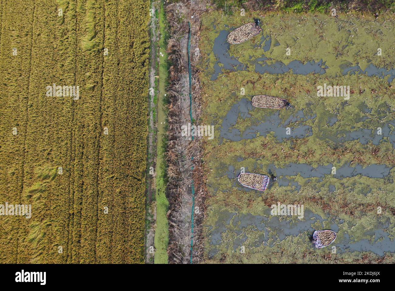 Aerial photos show the farmer harvesting lotus roots in the lotus root ...