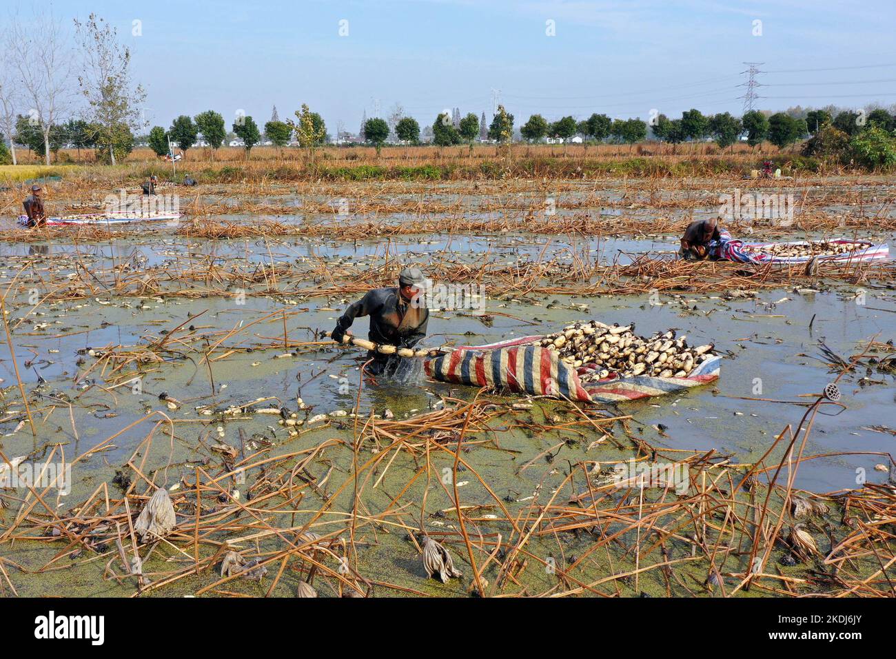 Aerial photos show the farmer harvesting lotus roots in the lotus root ...