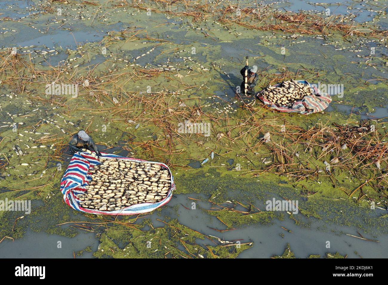 Aerial photos show the farmer harvesting lotus roots in the lotus root ...