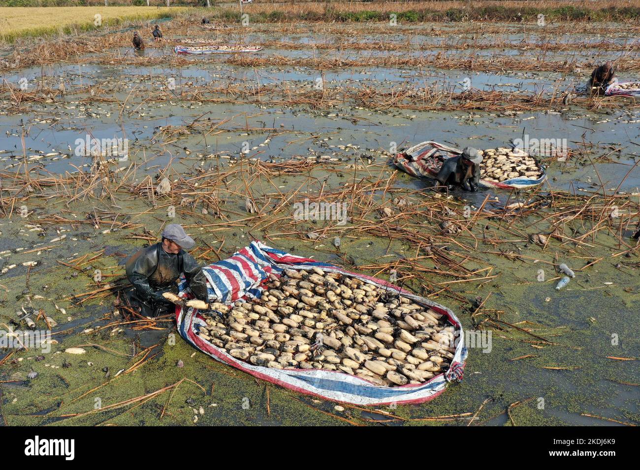 Aerial photos show the farmer harvesting lotus roots in the lotus root ...