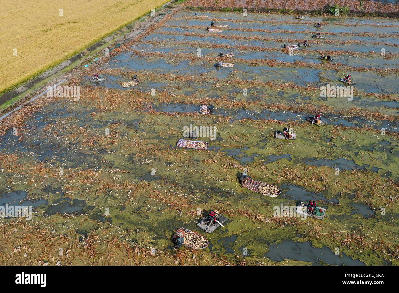 Aerial photos show the farmer harvesting lotus roots in the lotus root ...