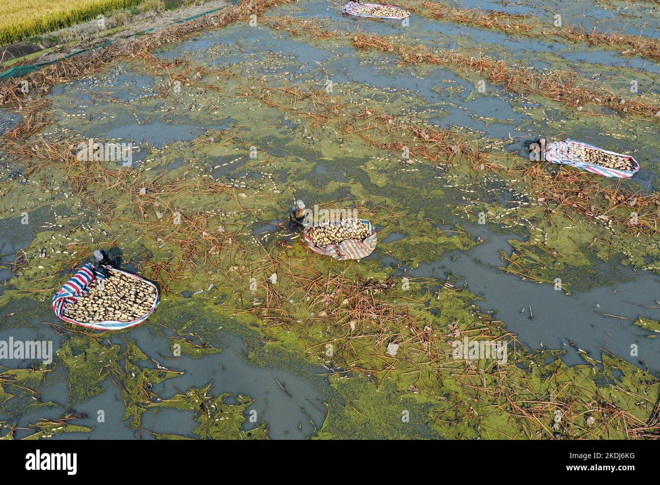Aerial photos show the farmer harvesting lotus roots in the lotus root ...