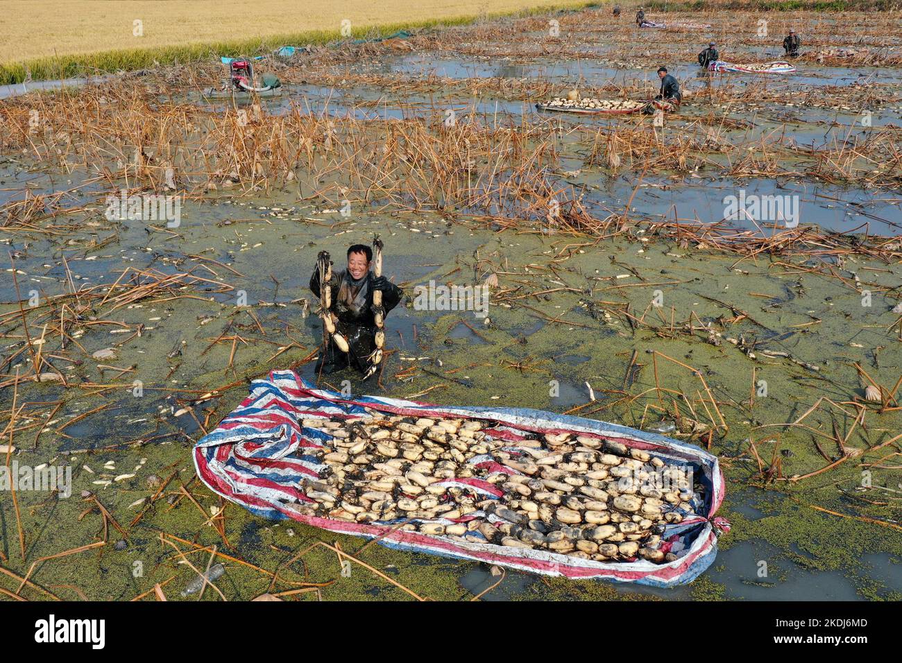 Aerial photos show the farmer harvesting lotus roots in the lotus root ...