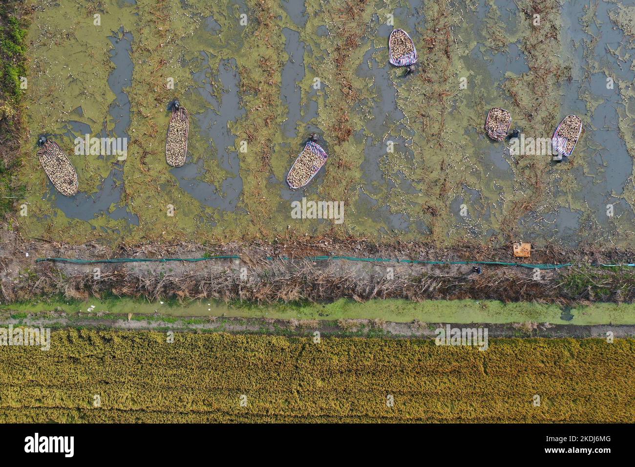 Aerial photos show the farmer harvesting lotus roots in the lotus root ...