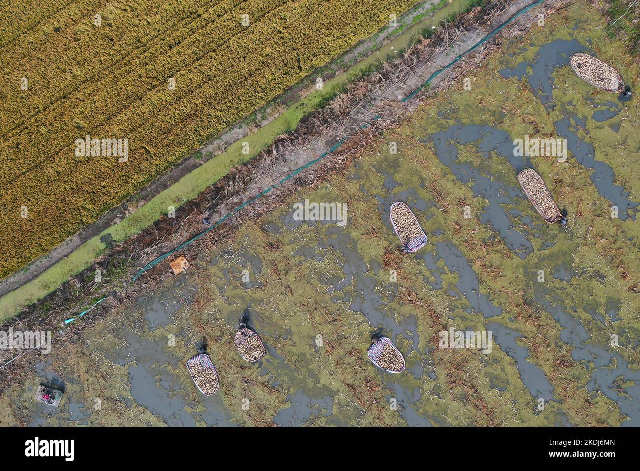Aerial photos show the farmer harvesting lotus roots in the lotus root ...