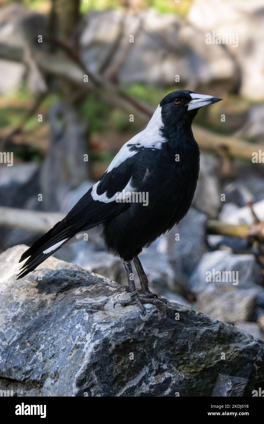 Australian magpie on fence hi-res stock photography and images - Alamy