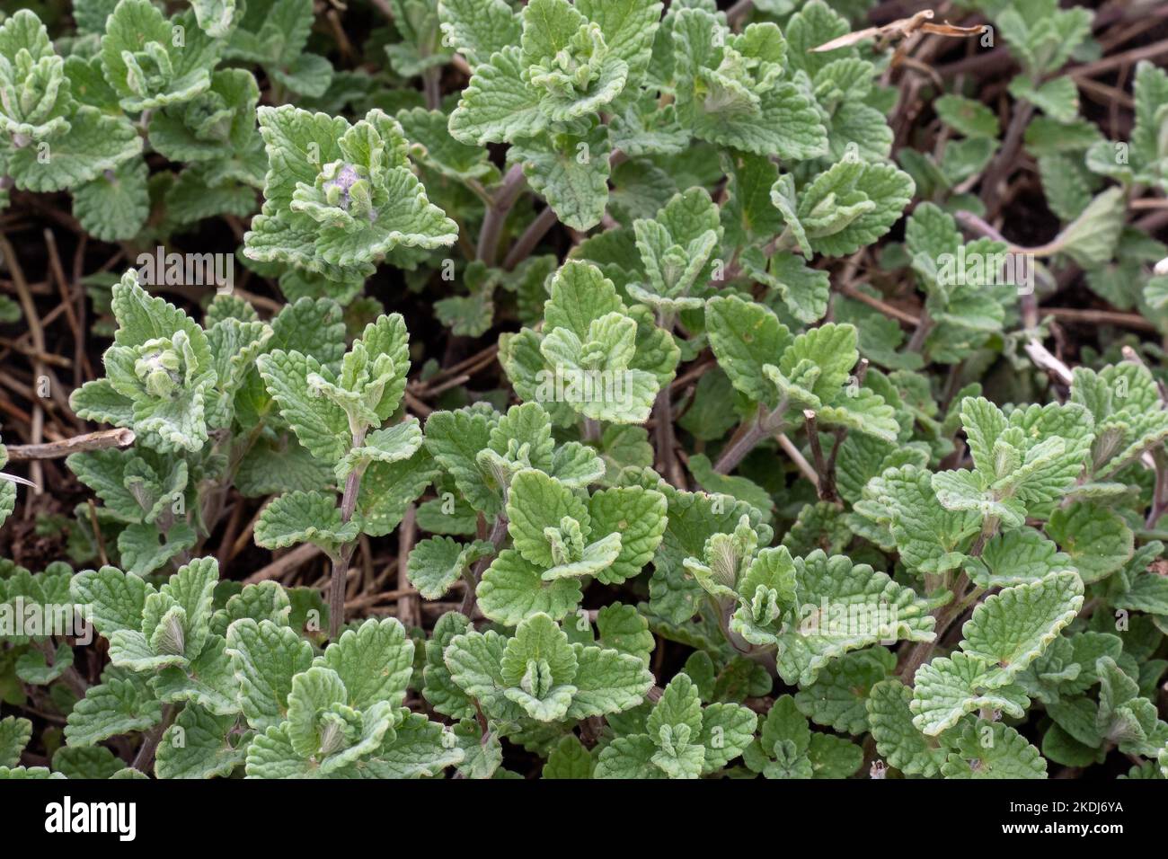 Nepeta cataria cat hi-res stock photography and images - Alamy