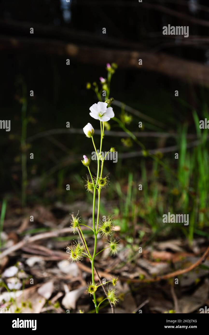 Australian native sundew hi-res stock photography and images - Alamy