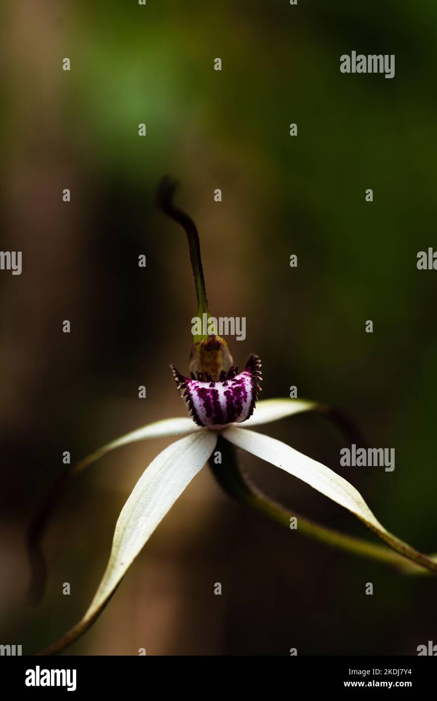 Australian native flower hi-res stock photography and images - Alamy