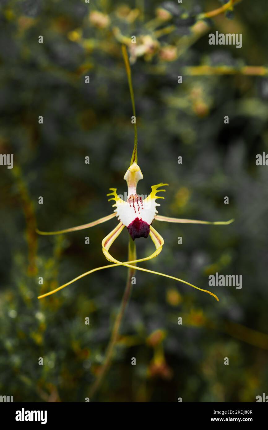 australian native orchid Stock Photo - Alamy