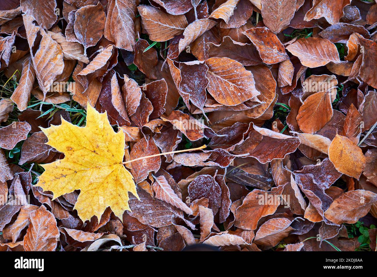Frozen Yellow maple leaves with background texture symbolizing autumn ...