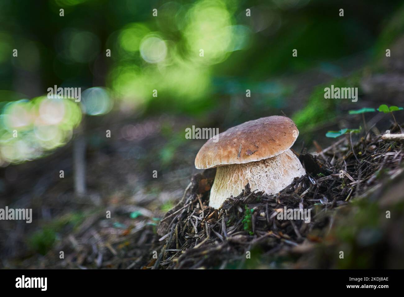 Boletus edulis - edible mushroom. Boletus growing in the central Europe ...