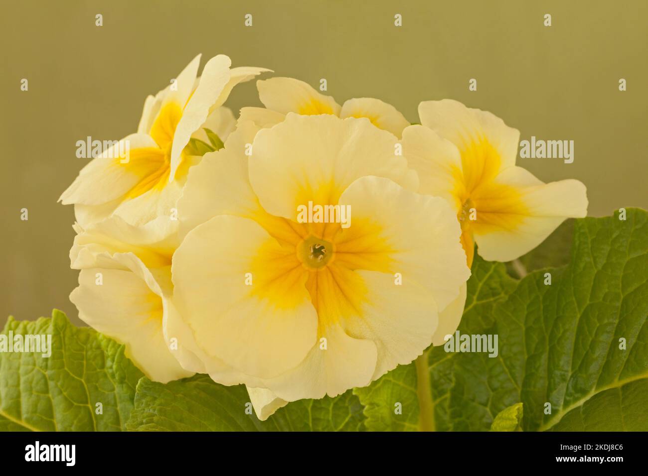 Primula showstopper hi-res stock photography and images - Alamy