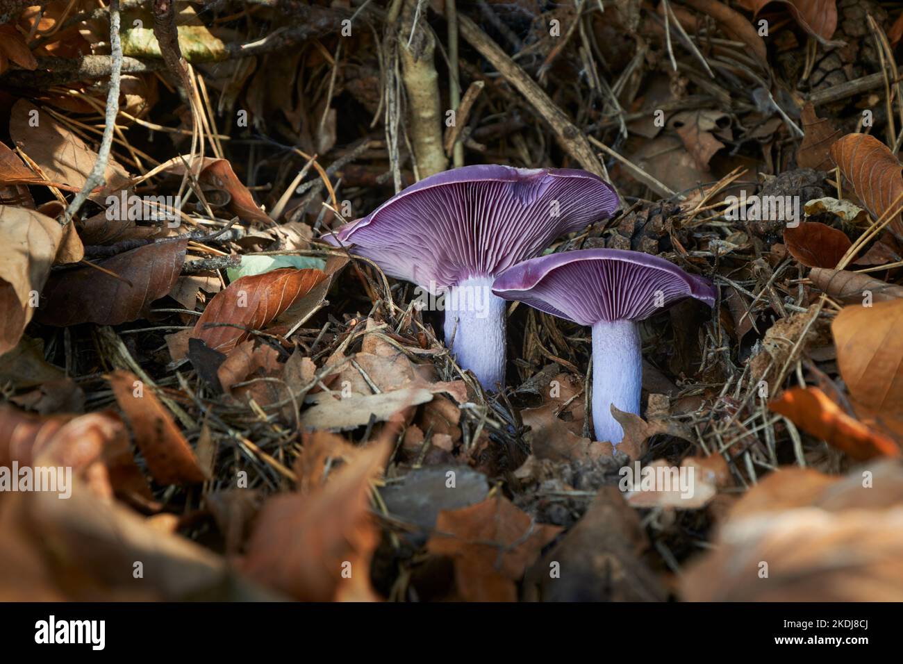 Lepista nuda edible mushroom with excelent taste commonly known as wood ...