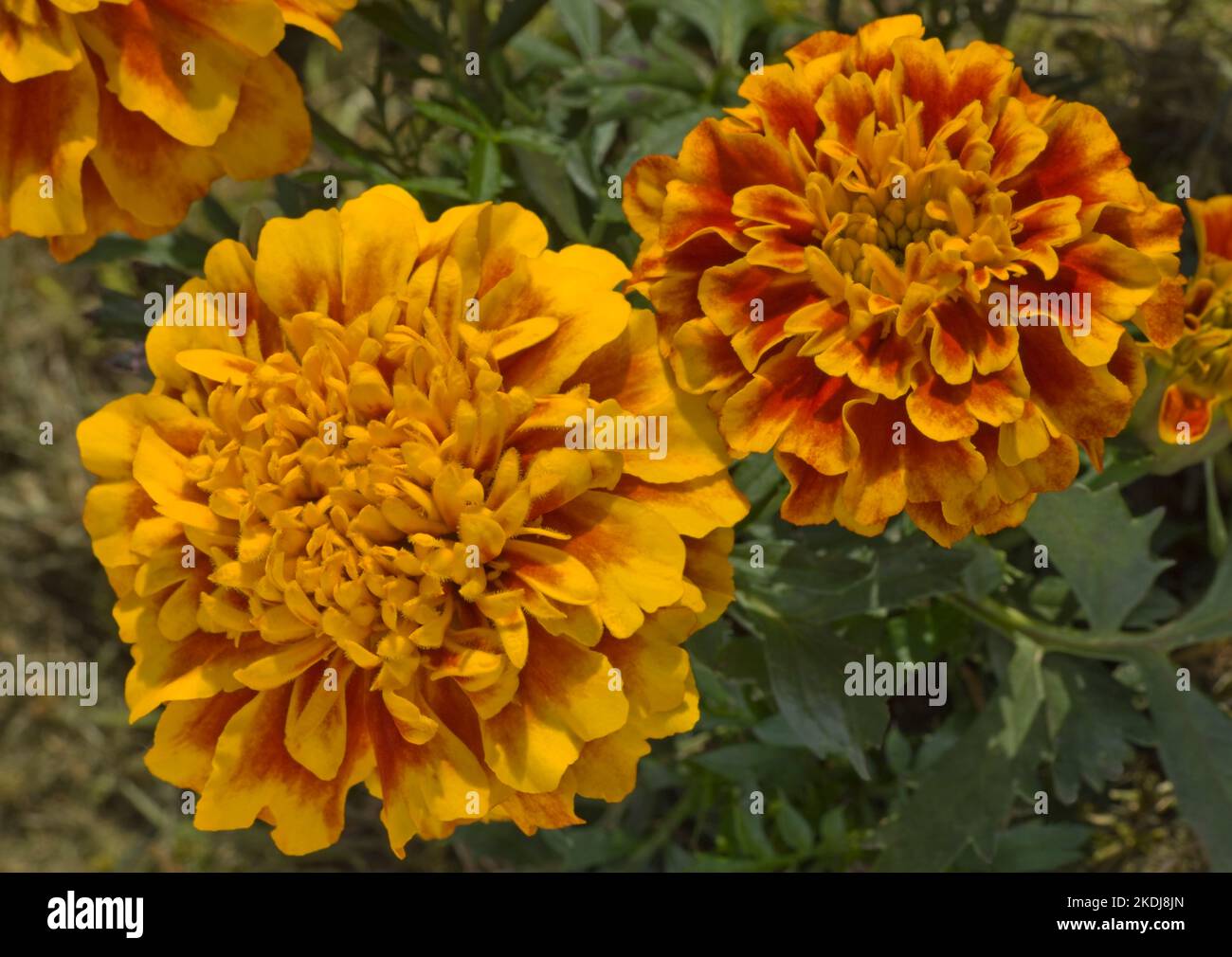 Marigold tagetes plants flowers hi-res stock photography and images - Alamy