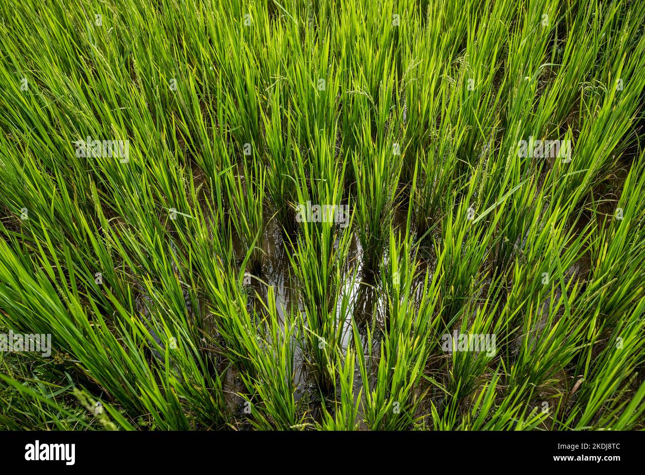 Aetas tribe, Negros island, Philippines Stock Photo - Alamy