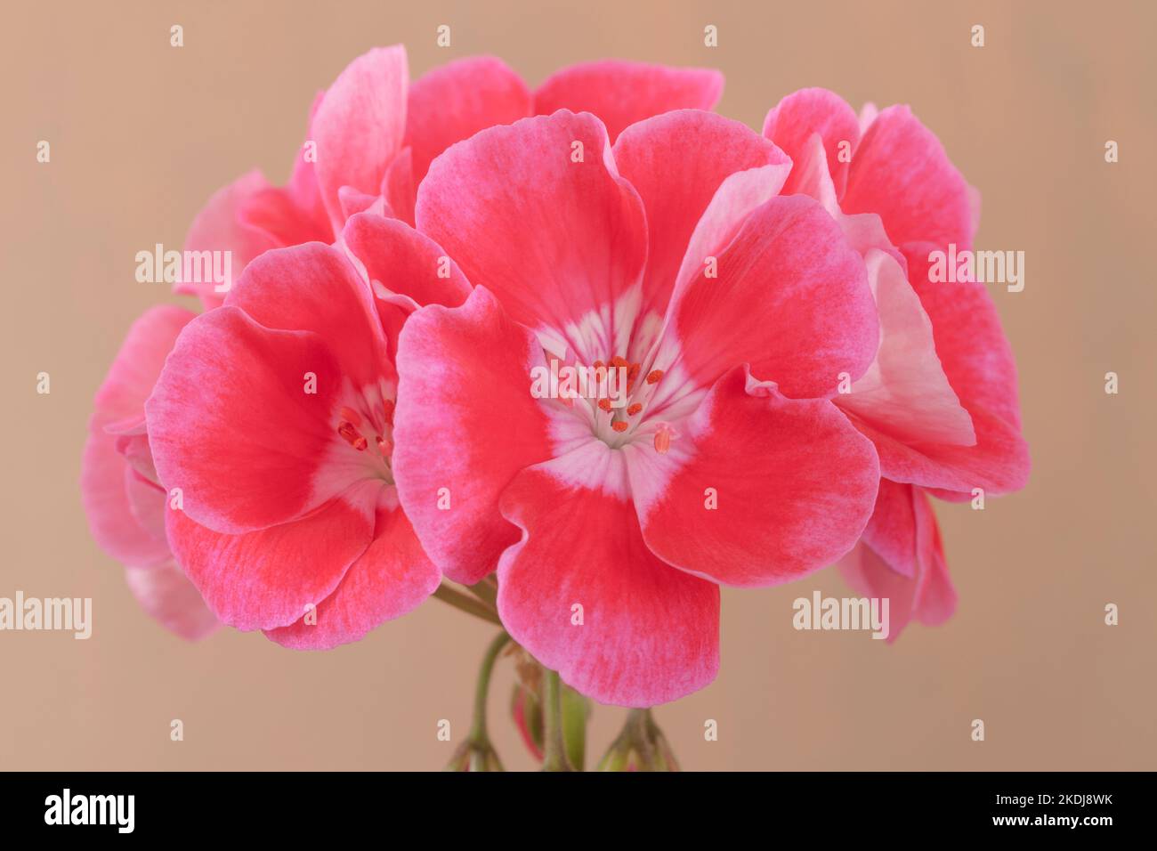 Geranium "Moonlight Vinetta", Pelargonium Stock Photo - Alamy