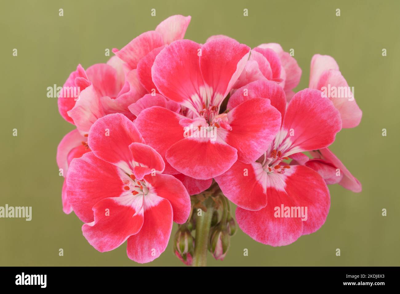 Geranium "Moonlight Vinetta", Pelargonium Stock Photo - Alamy