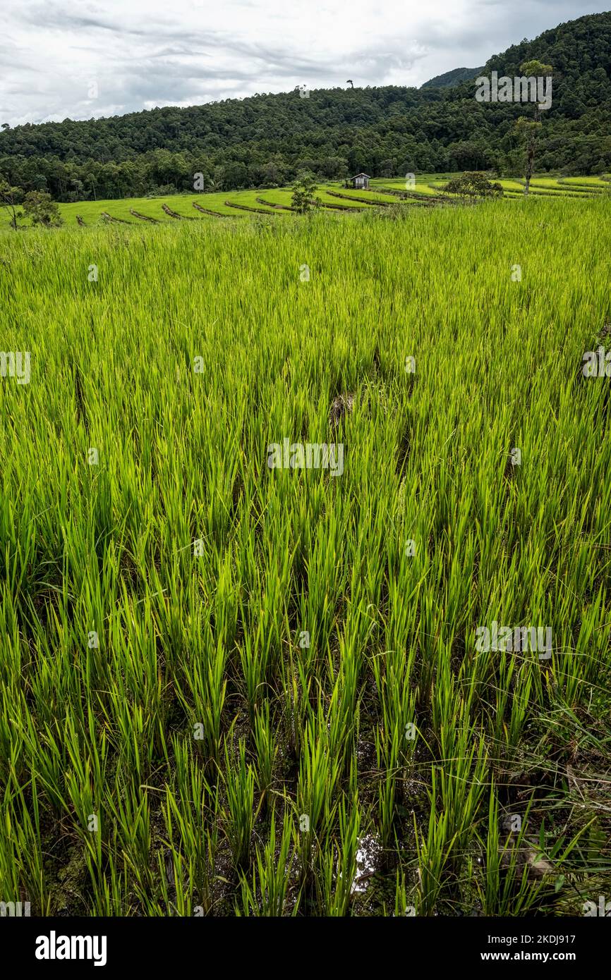 Aetas tribe, Negros island, Philippines Stock Photo - Alamy