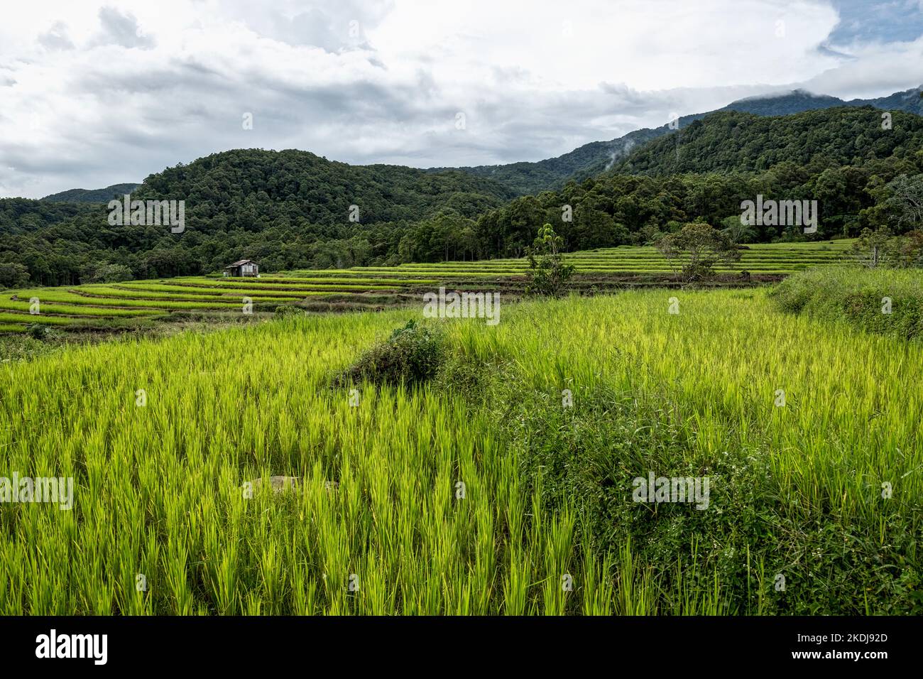Aetas tribe, Negros island, Philippines Stock Photo - Alamy