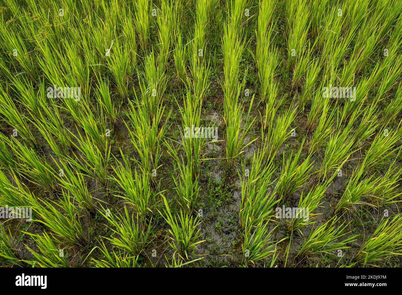 Aetas tribe, Negros island, Philippines Stock Photo - Alamy