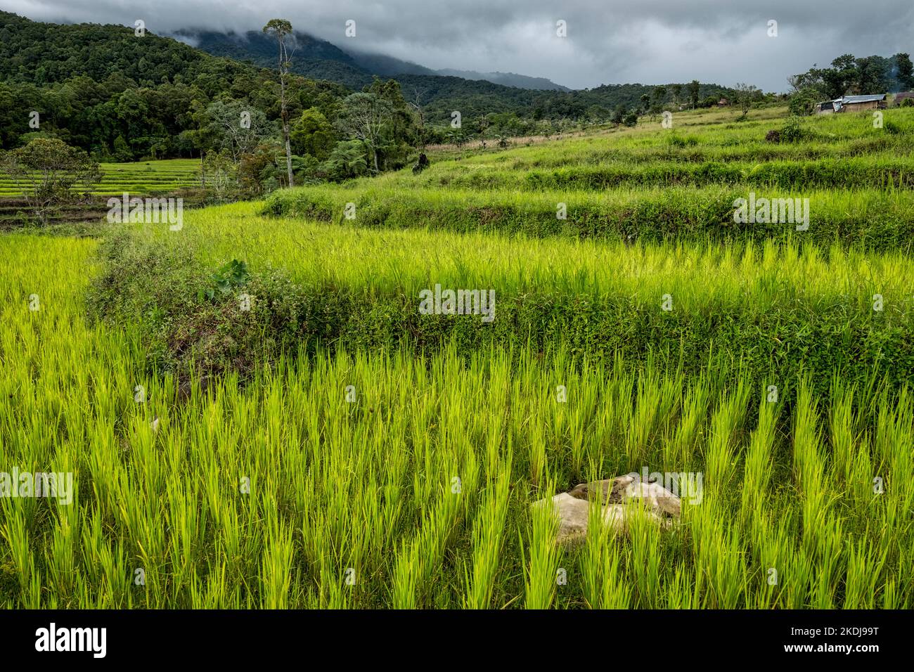 Aetas tribe, Negros island, Philippines Stock Photo - Alamy