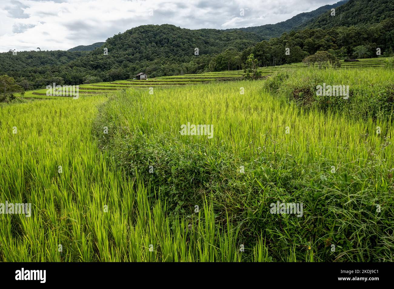 Aetas tribe, Negros island, Philippines Stock Photo - Alamy