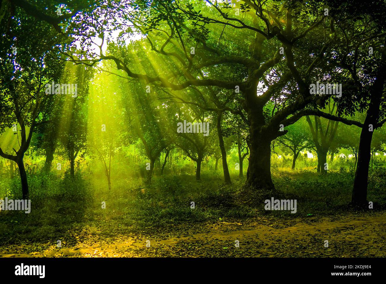 Foggy Morning, A Morning I went to Jahangirnagar University with 2 ...