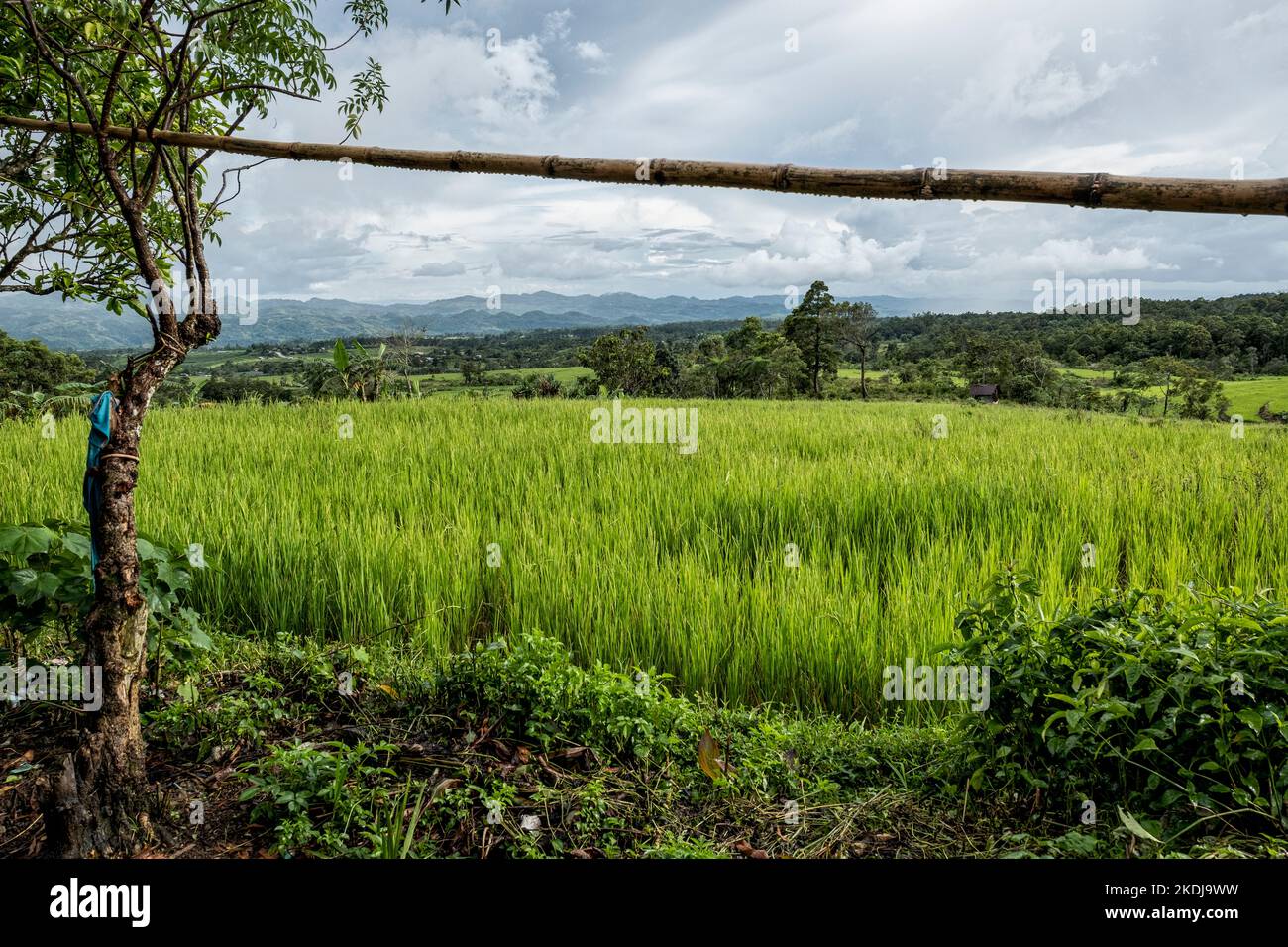 Aetas tribe, Negros island, Philippines Stock Photo - Alamy