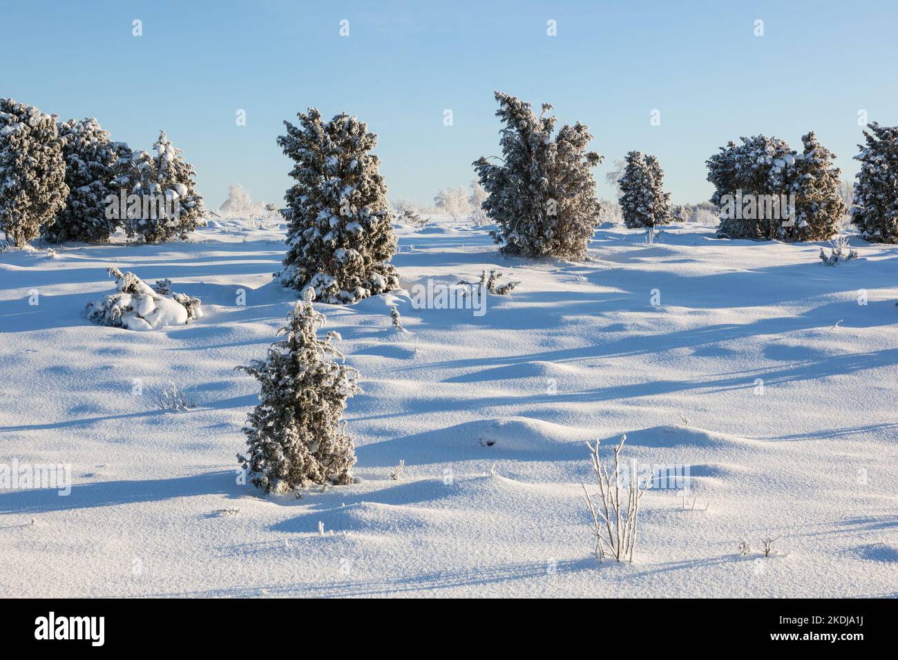 Common juniper trees in hi-res stock photography and images - Alamy