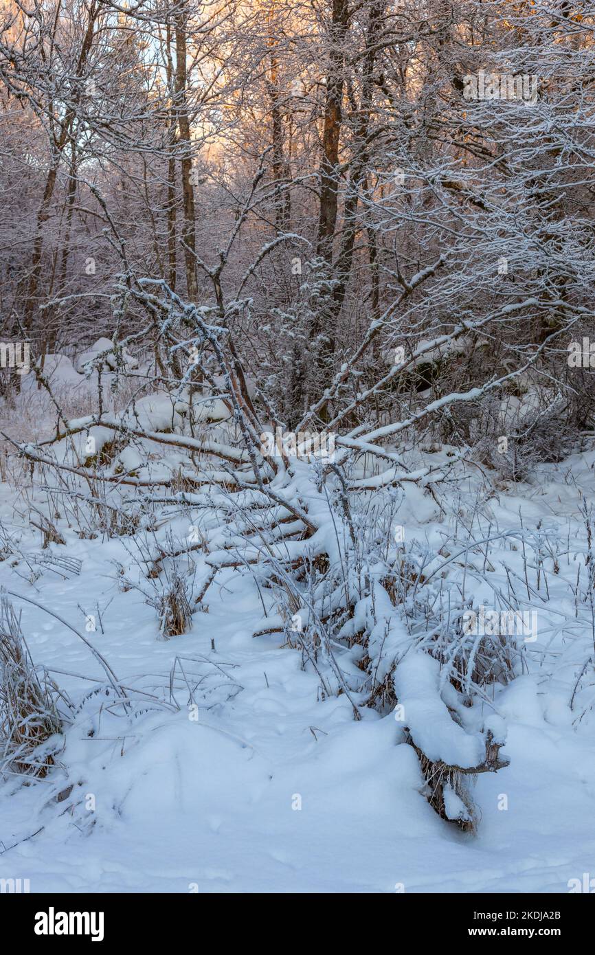 Fallen tree in the snow Stock Photo - Alamy