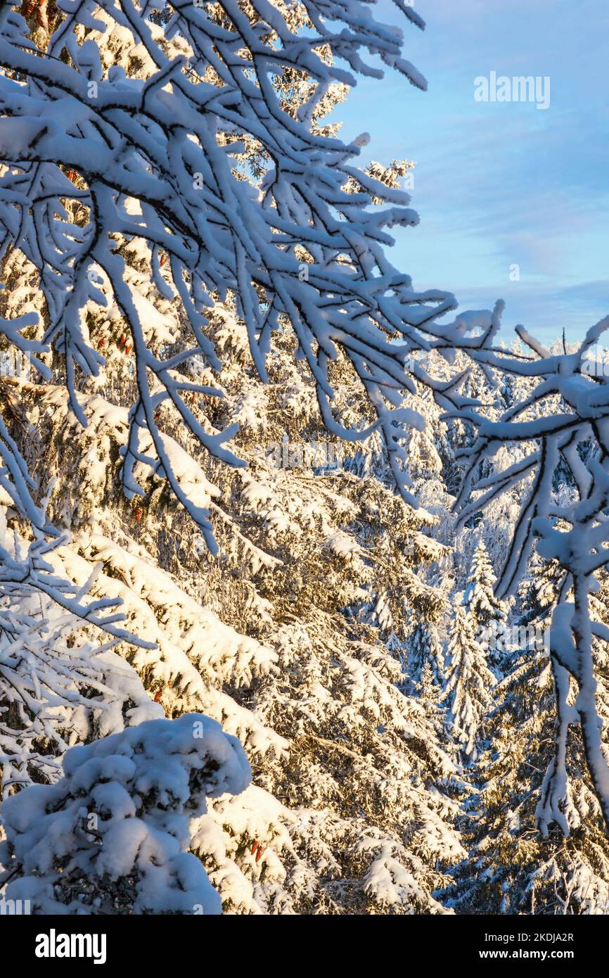 Snow covered branches in winter forest Stock Photo - Alamy
