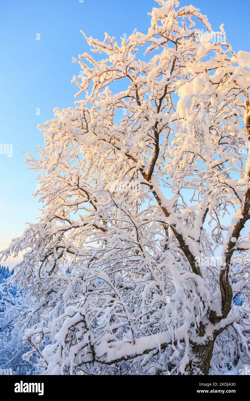 Treetop with hoarfrost against the blue sky at sunset Stock Photo - Alamy