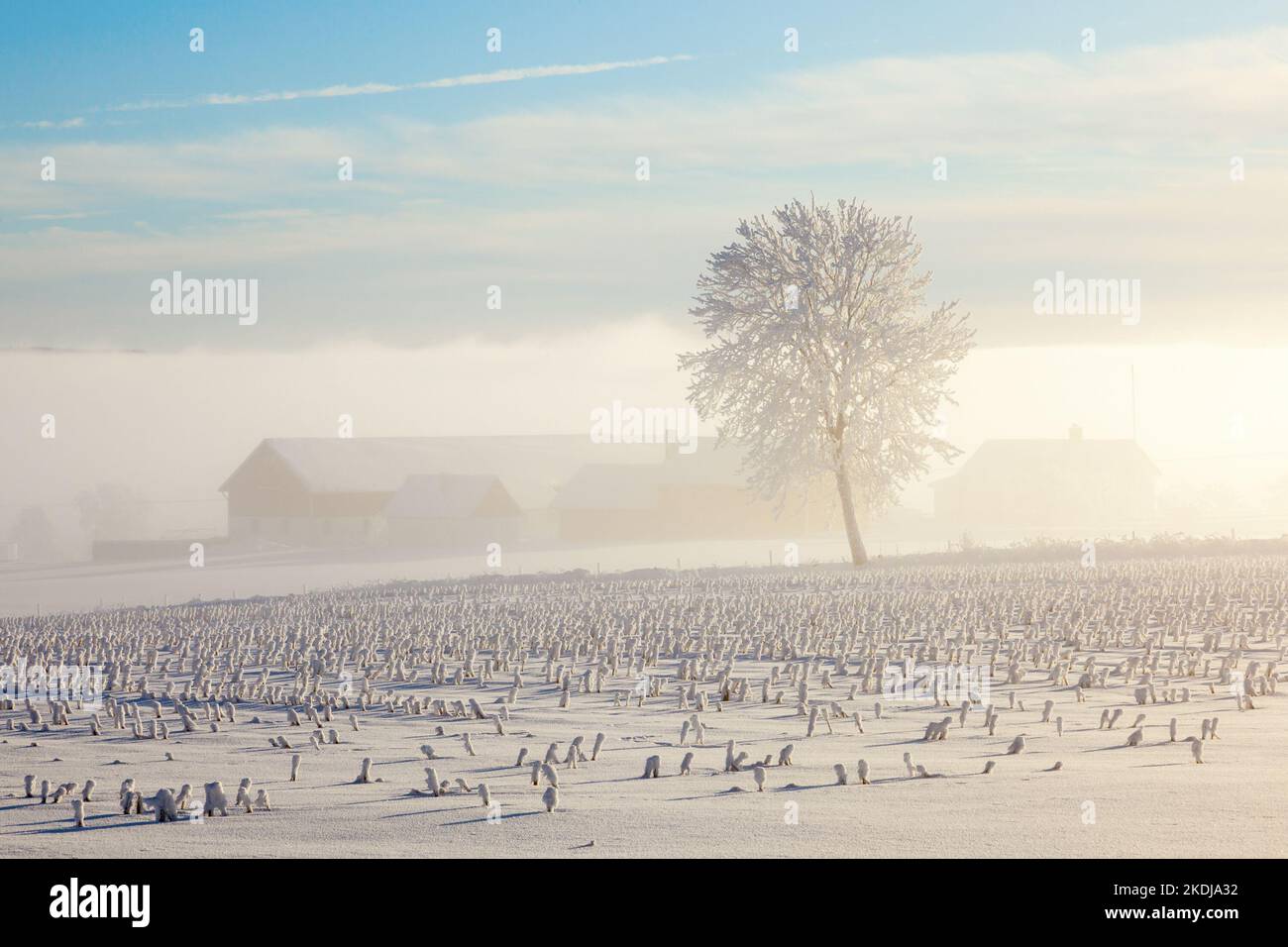 Farm in a misty wintry landscape Stock Photo - Alamy