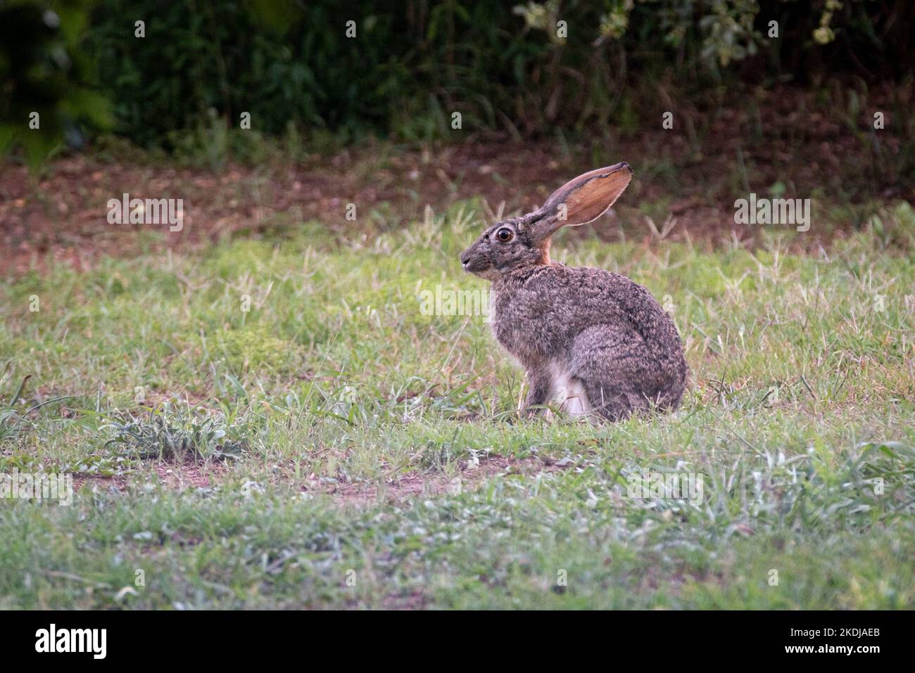 Scrub hare (Lepus saxatilis) photographed at dawn near Bedford, South ...