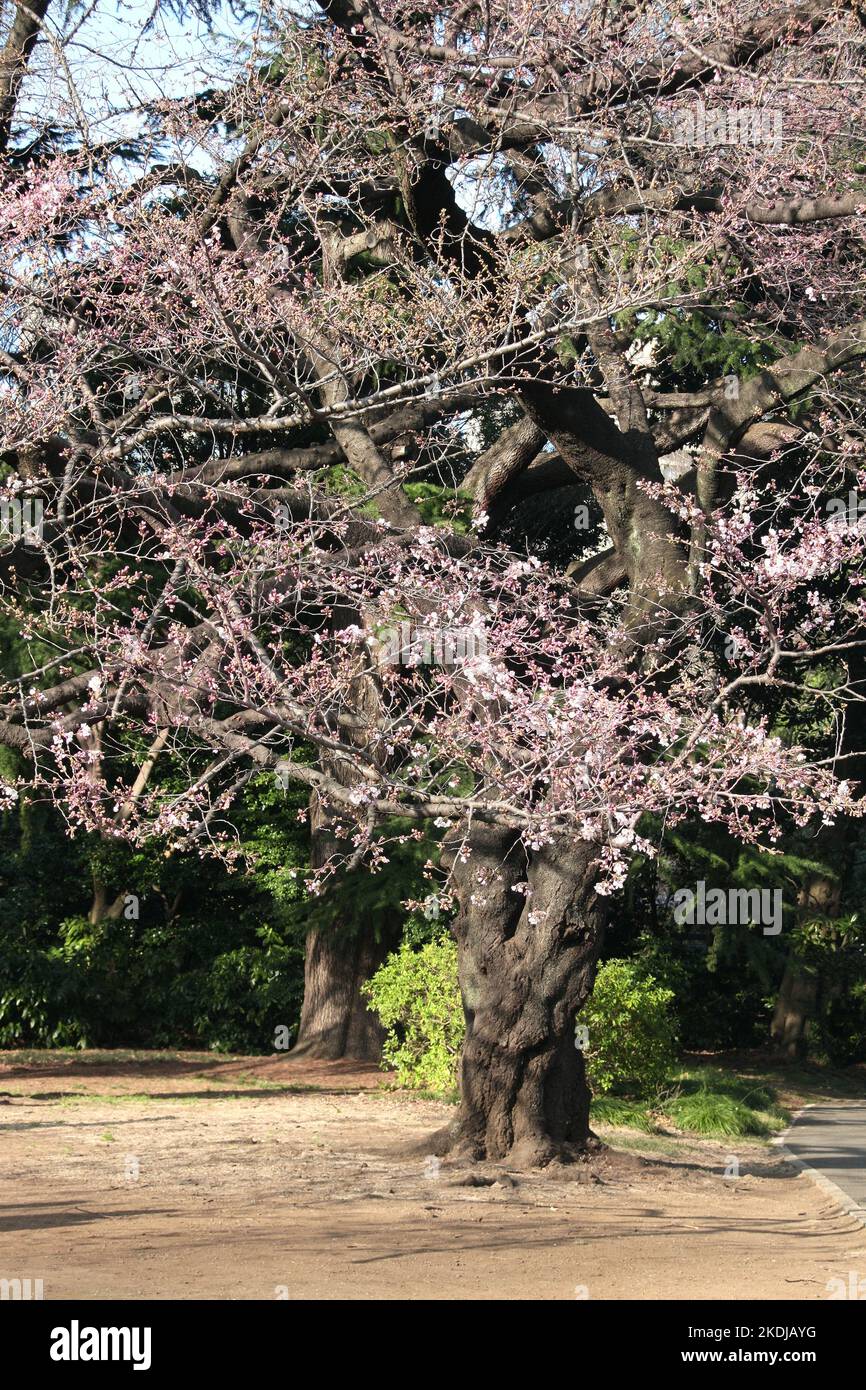 Blooming sakura trees in Shinjuku Gyoen national garden, Shinjuku ...
