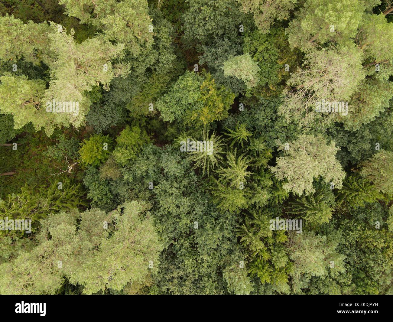 Aerial view of green treetops hi-res stock photography and images - Alamy