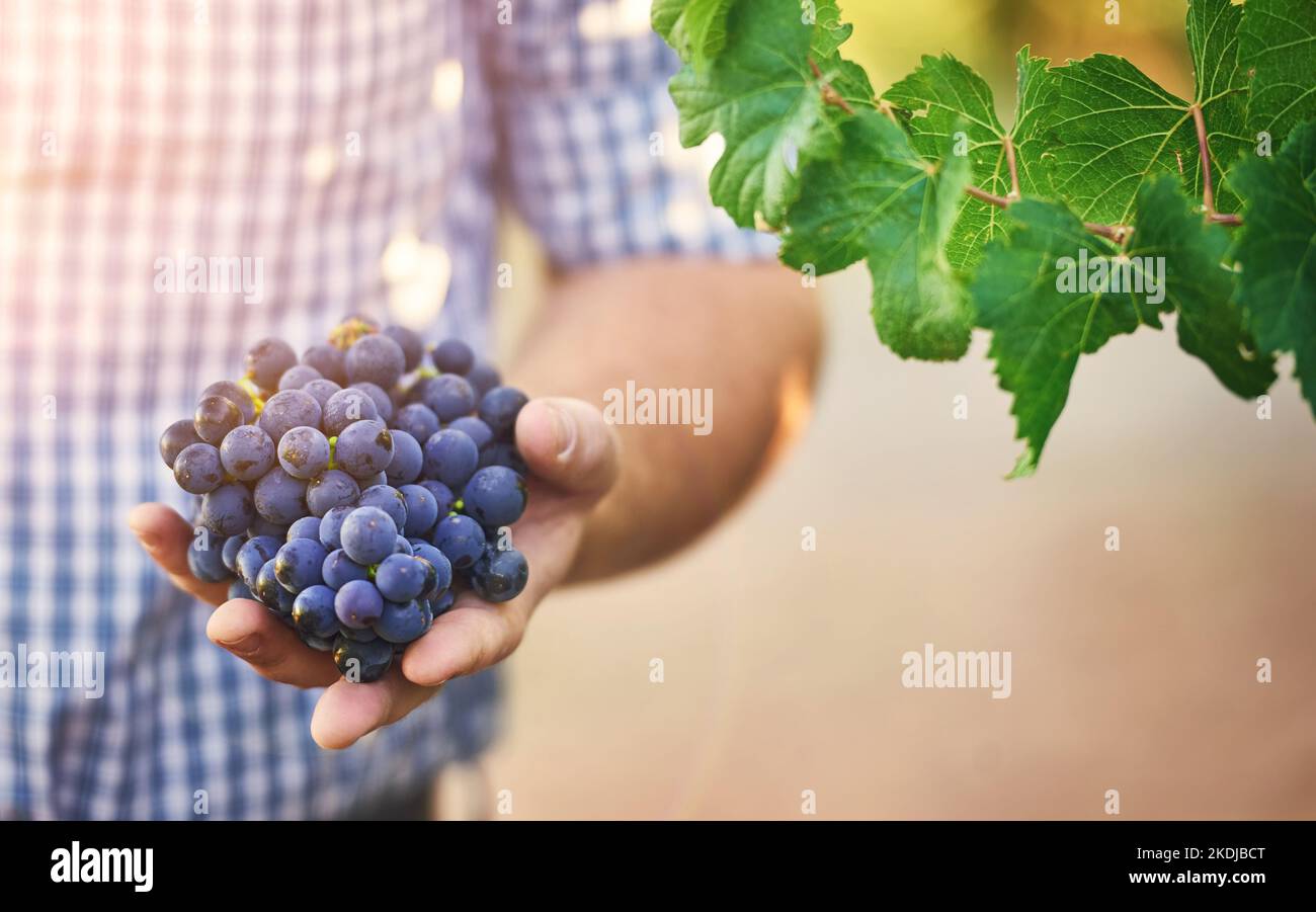 Man holding bunch of grapes hi-res stock photography and images - Alamy