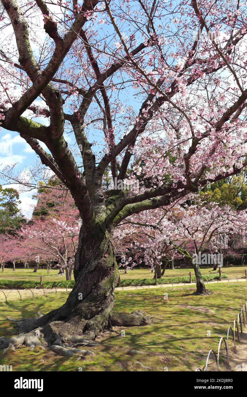 Blooming sakura trees in Koishikawa Korakuen garden, Okayama, Japan ...