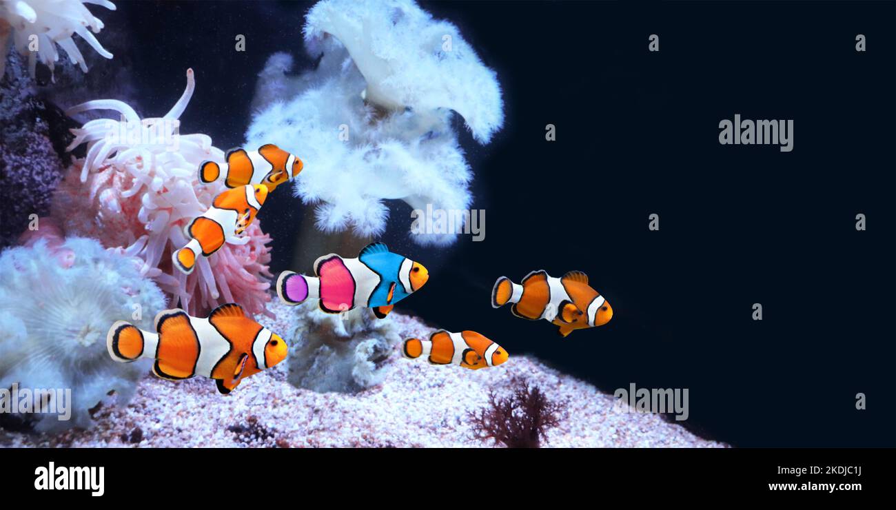 Friendship and tolerance concept. To be yourself, to be unique. A flock ...