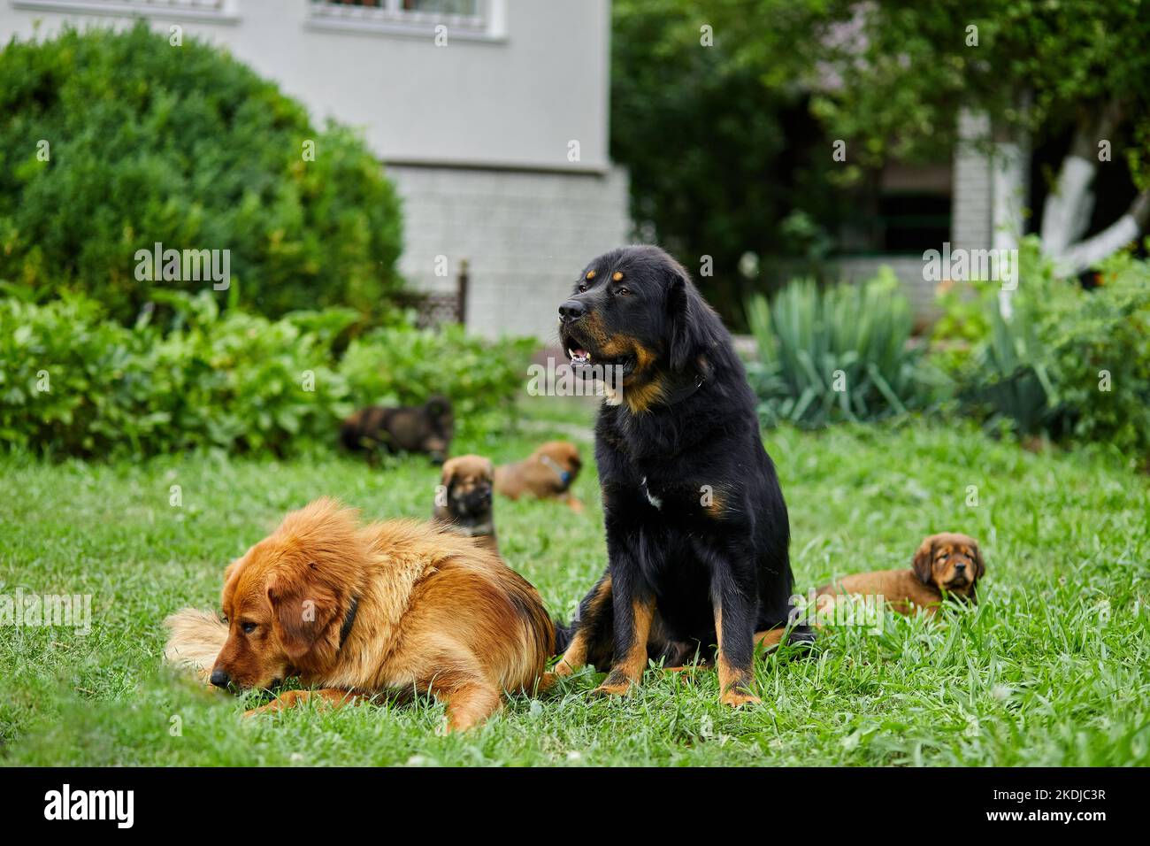 Family Newfoundland dogs with puppies, running around, playing in the ...