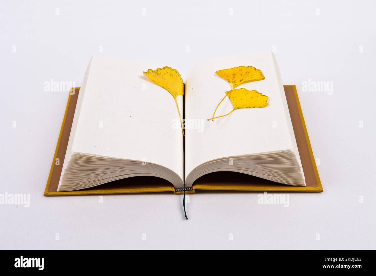 On a white background, ginkgo leaves are placed on the bookmark, and ...