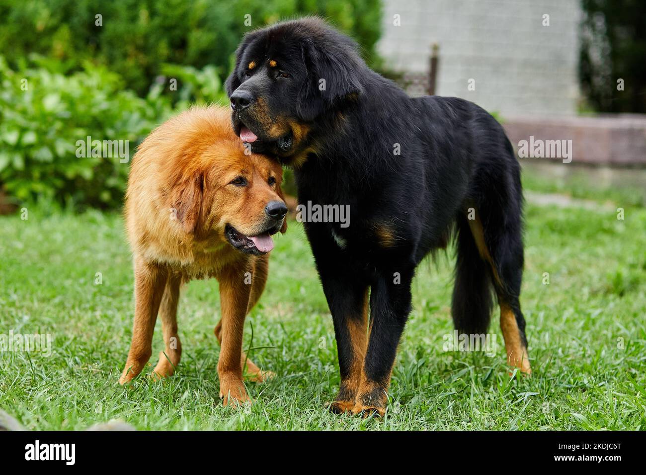 Family Newfoundland dogs with puppies, running around, playing in the ...