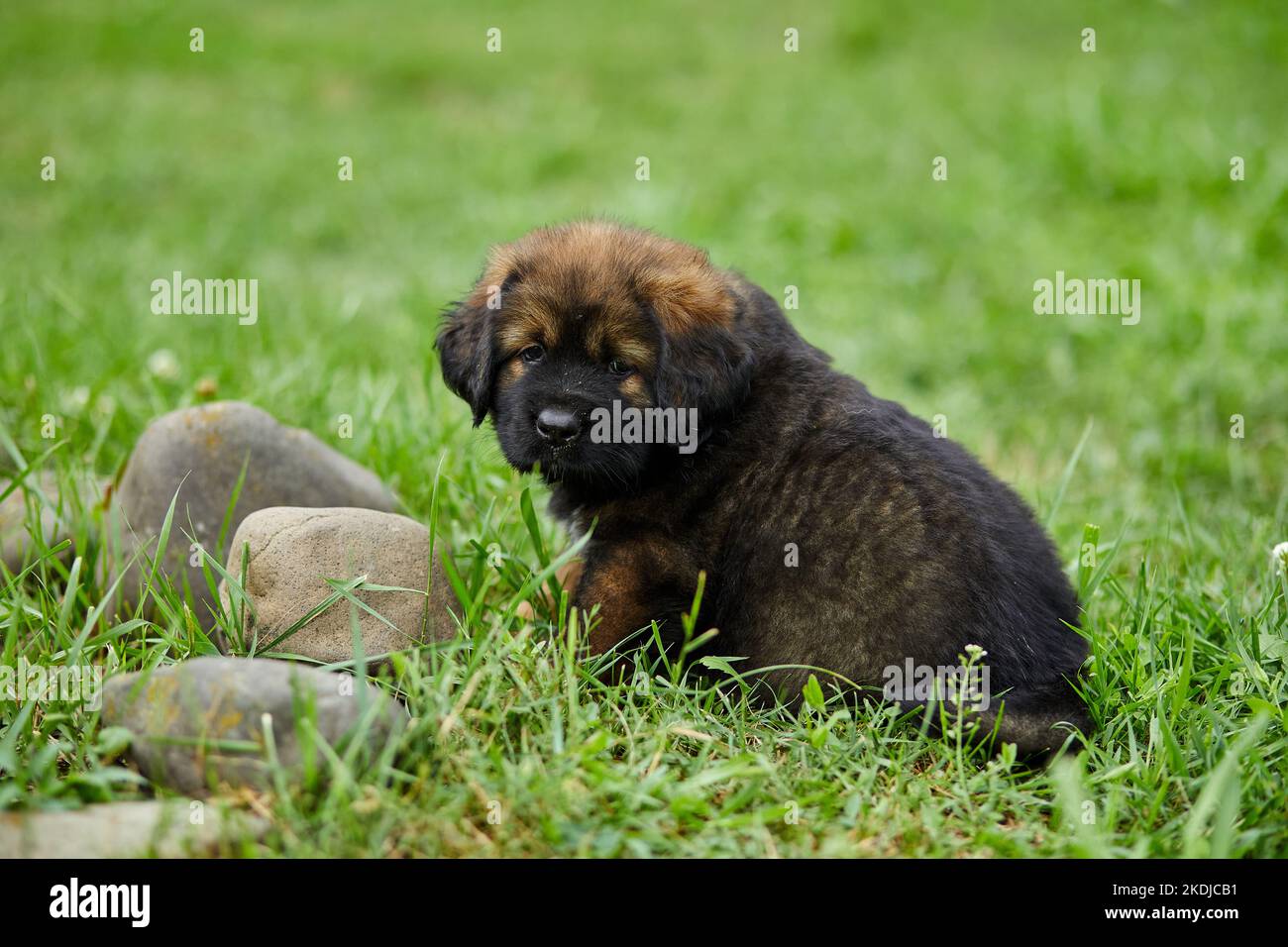 Brown cute happy puppy Newfoundland, Adorable smile dog in the summer ...