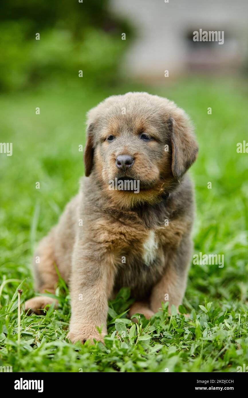 Brown cute happy puppy Newfoundland, Adorable smile dog in the summer ...