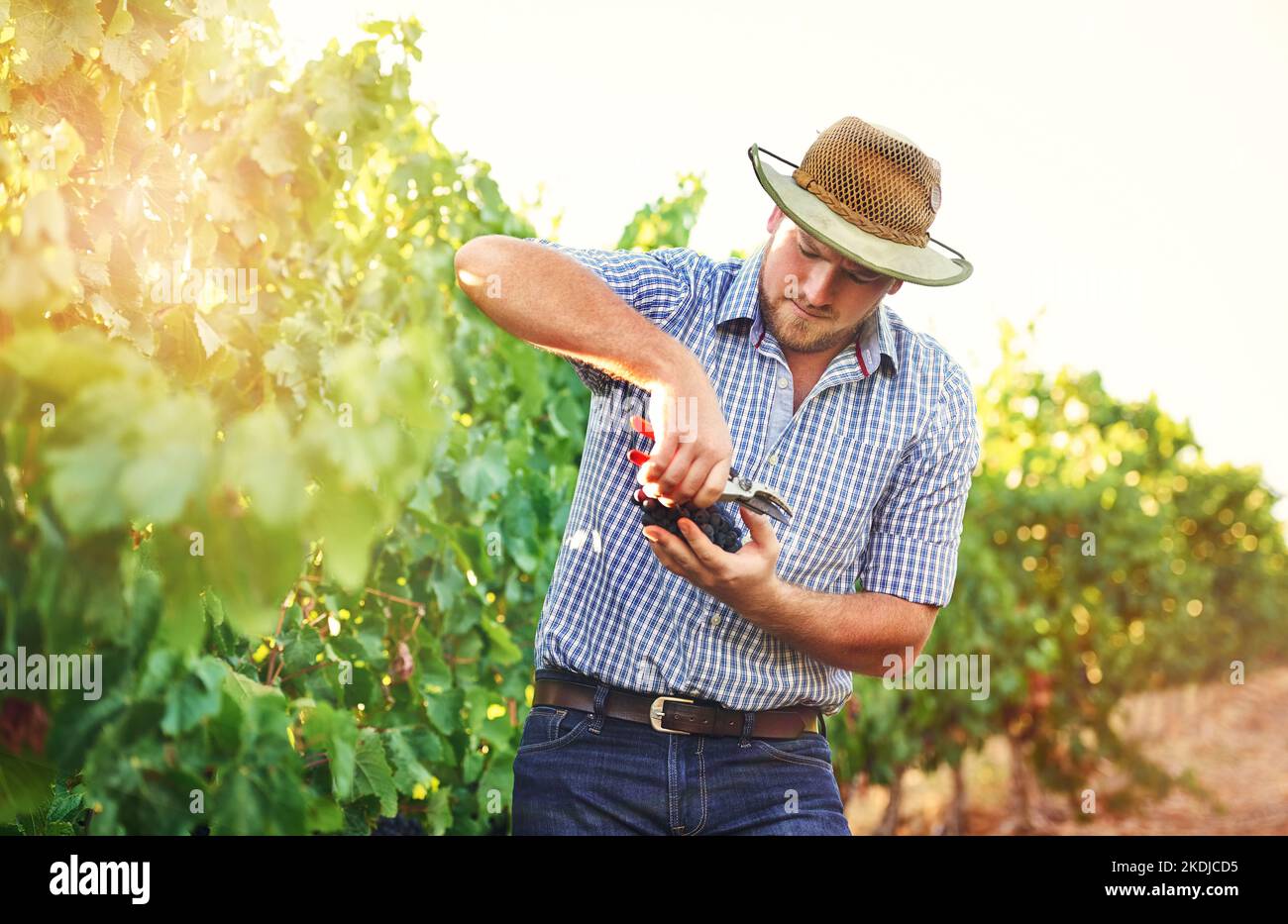 Its essential to pick the grapes when they are ripe. a farmer ...