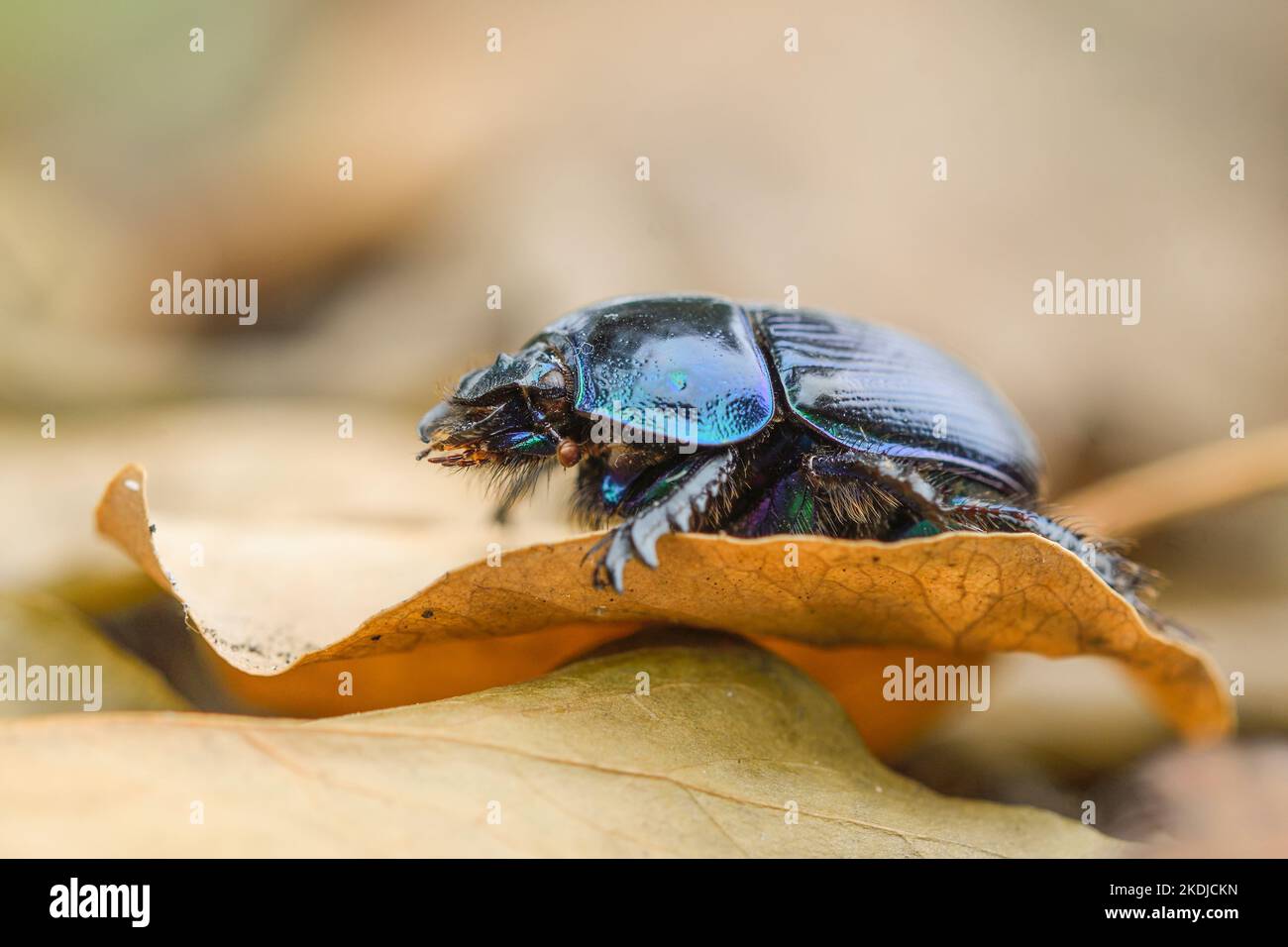 close-up of a dung beetle Stock Photo - Alamy